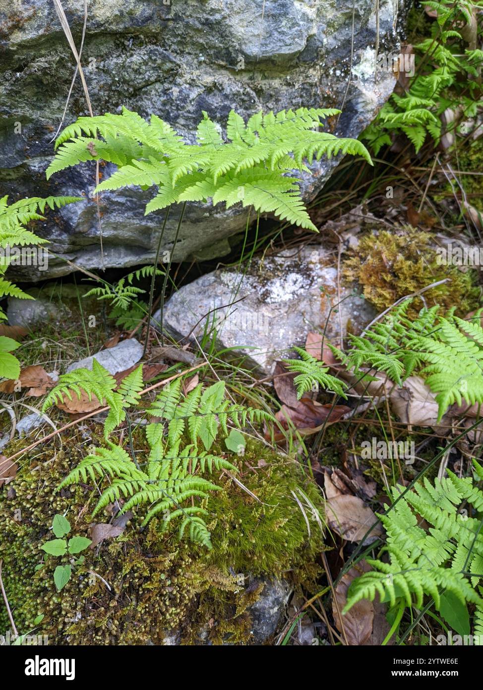 Gymnocarpium robertianum fern hi-res stock photography and images - Alamy