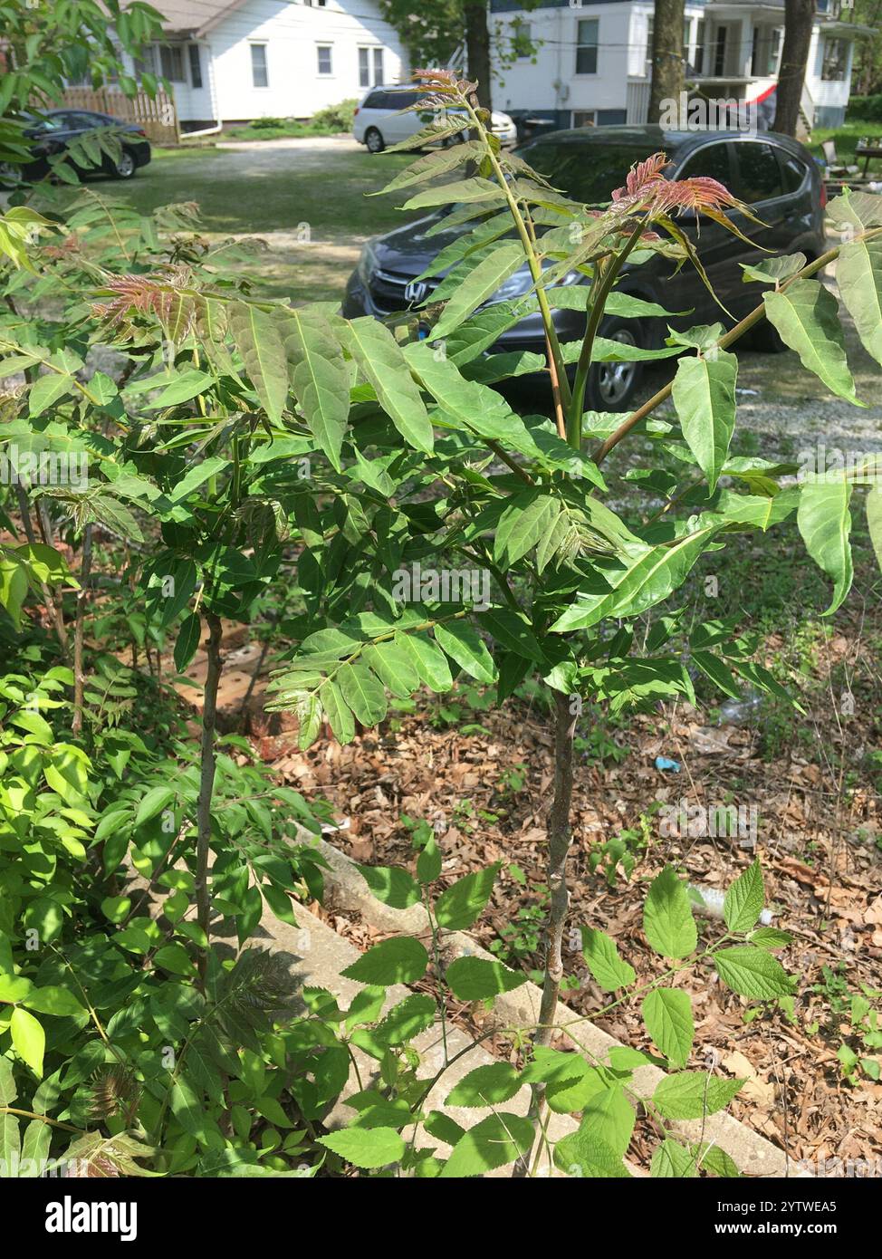 tree-of-heaven (Ailanthus altissima Stock Photo - Alamy