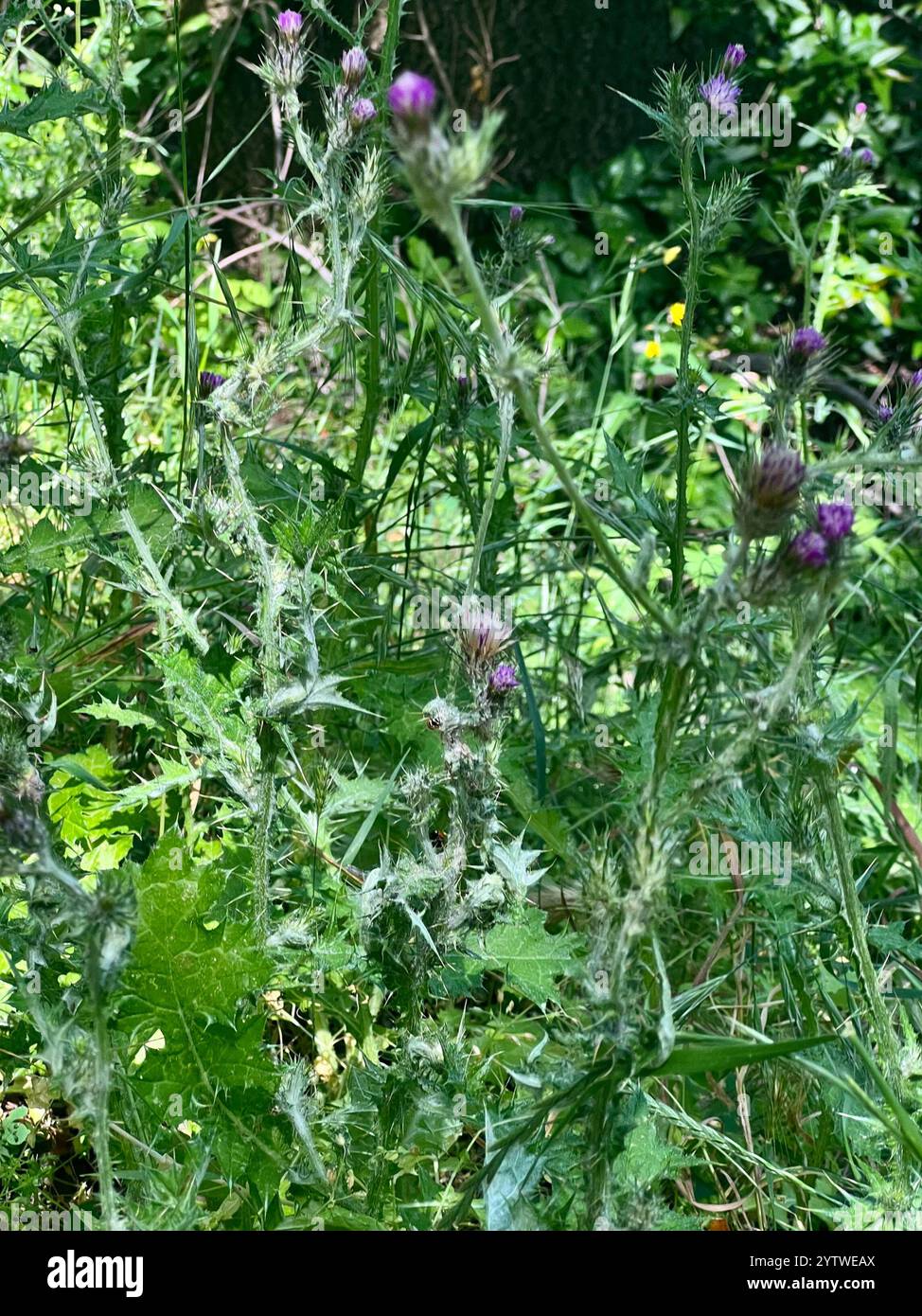 Carduus pycnocephalus hi-res stock photography and images - Alamy