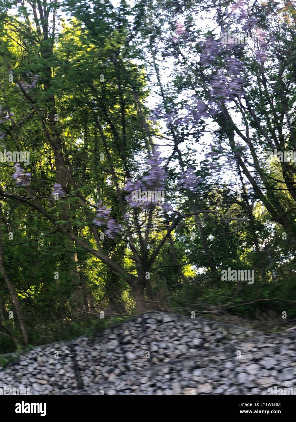 princess tree (Paulownia tomentosa Stock Photo - Alamy