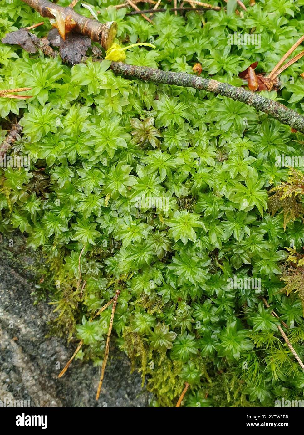 Rose Moss (Rhodobryum roseum Stock Photo - Alamy