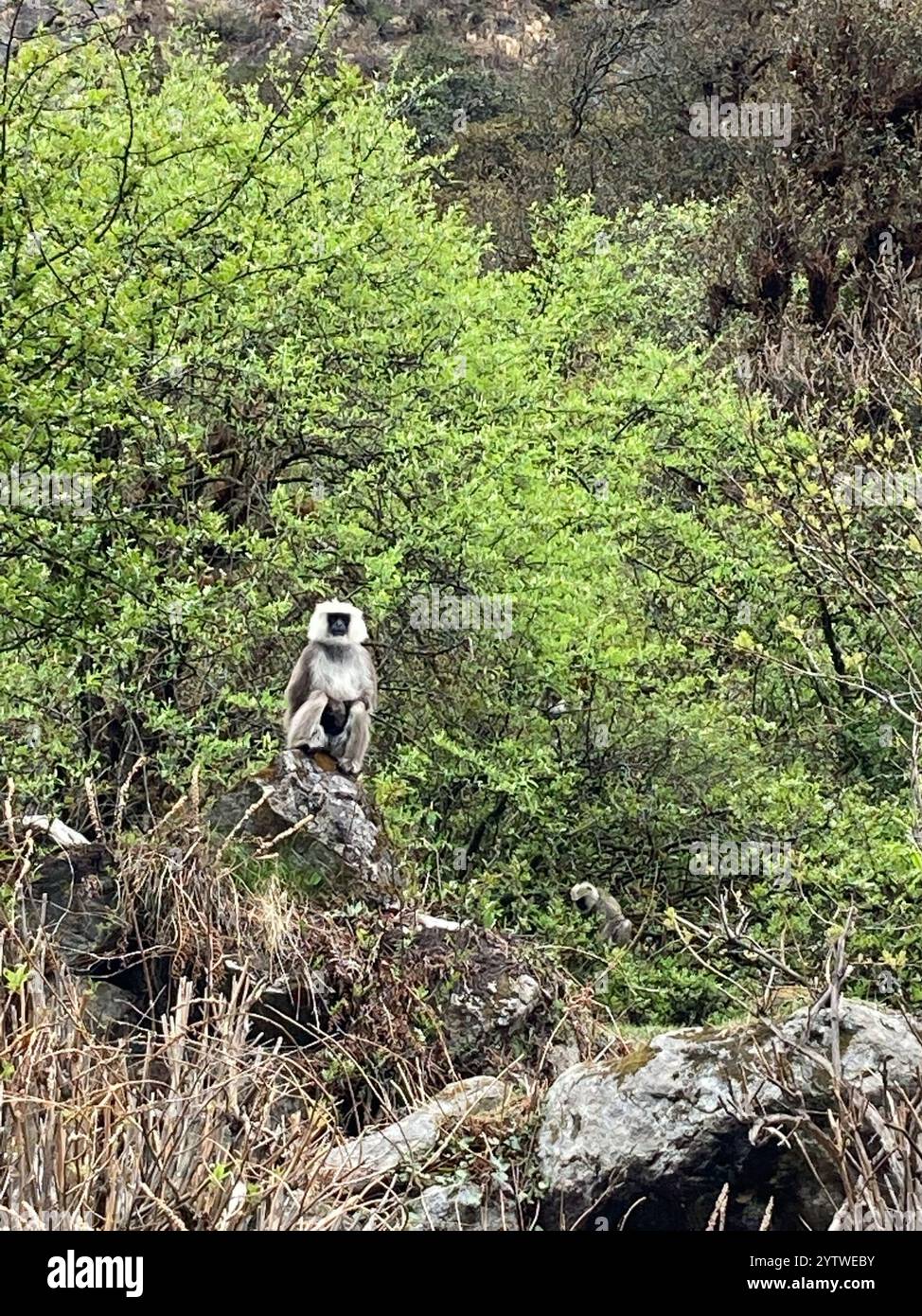 Nepal Sacred Langur (Semnopithecus schistaceus Stock Photo - Alamy