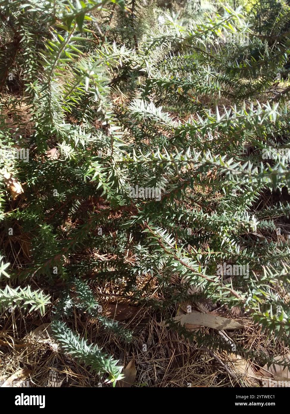 Mount Lofty Ground-berry (Acrotriche fasciculiflora Stock Photo - Alamy