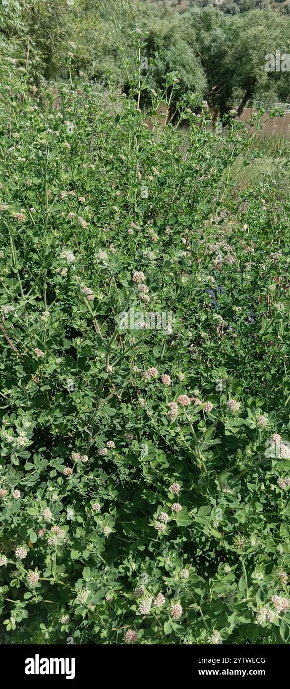 Erect Canary Clover (Lotus rectus Stock Photo - Alamy