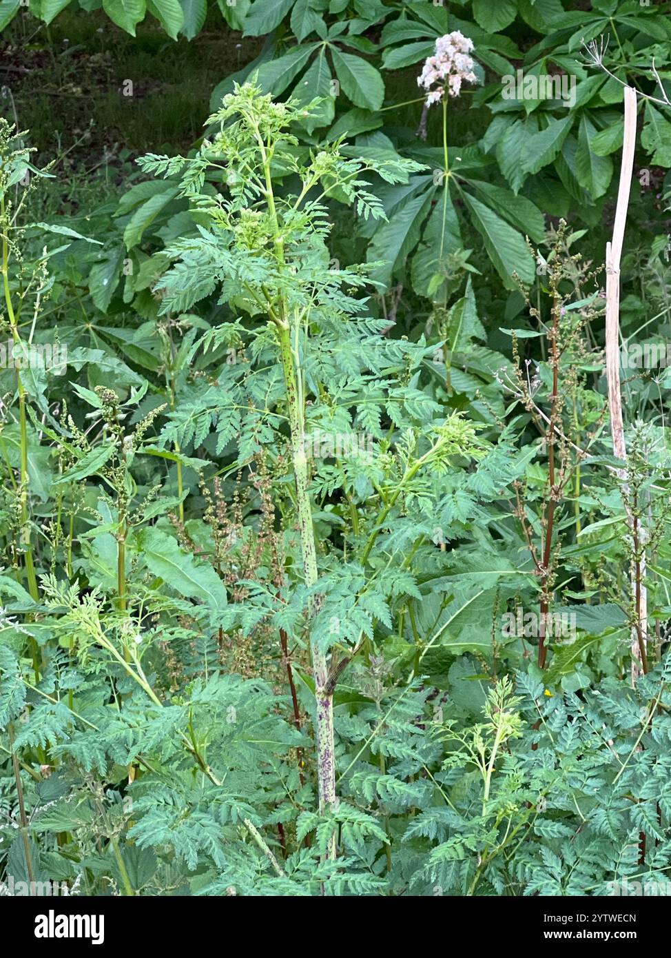 poison hemlock (Conium maculatum Stock Photo - Alamy