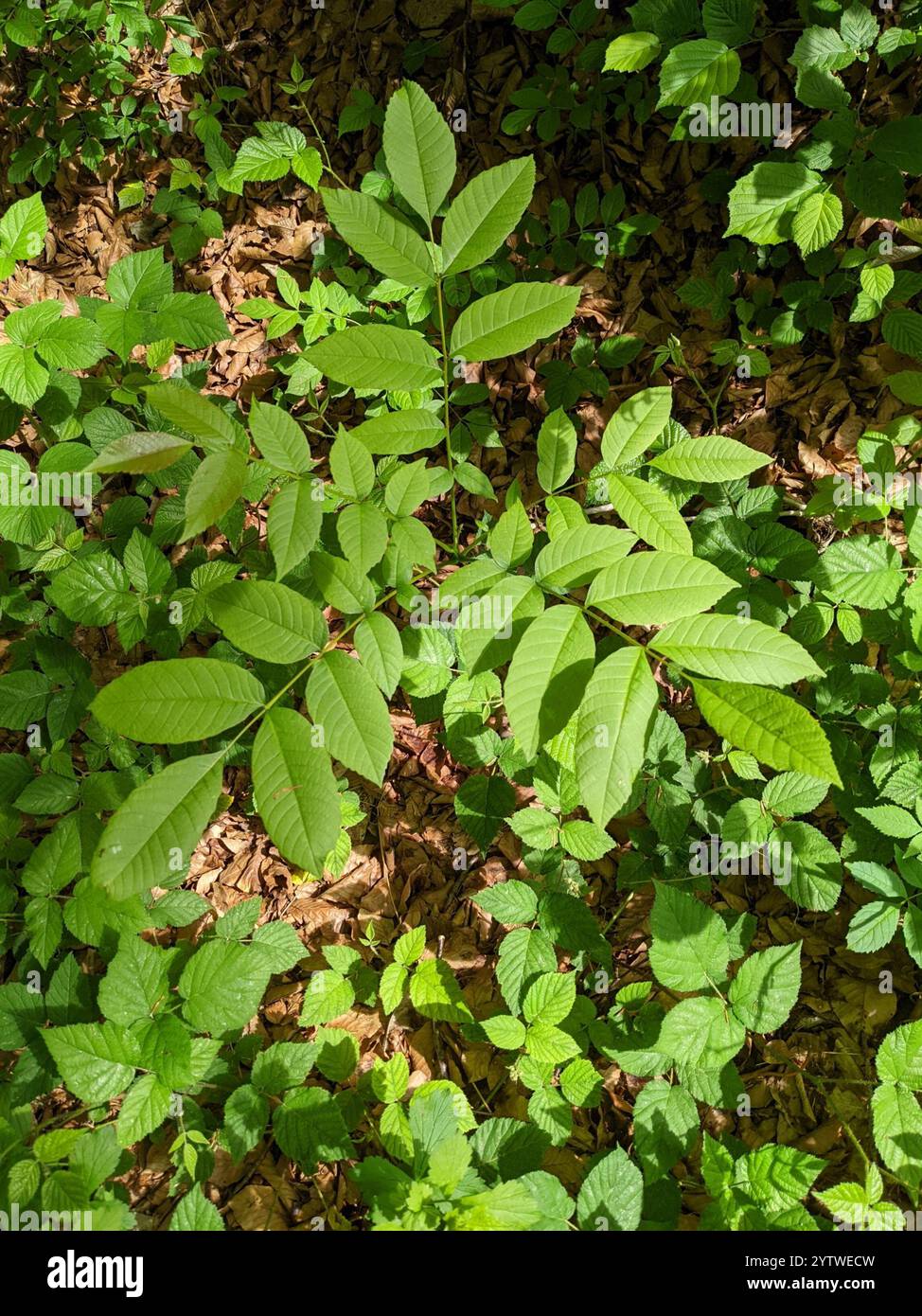 Persian walnut (Juglans regia Stock Photo - Alamy