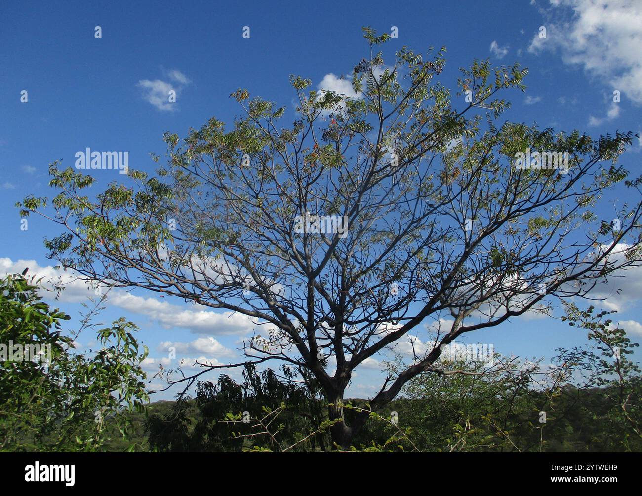 Kirkia (Kirkia acuminata Stock Photo - Alamy