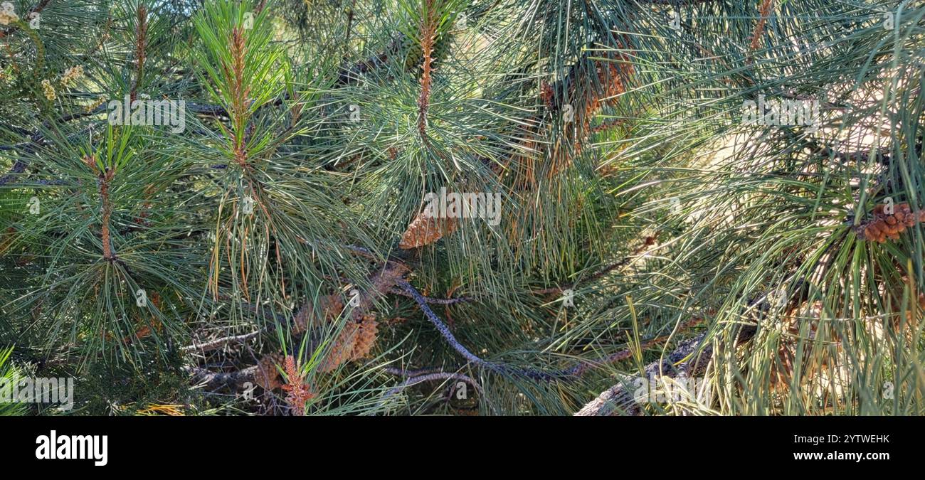 knobcone pine (Pinus attenuata Stock Photo - Alamy