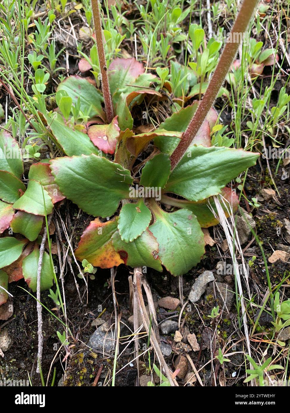 Western Saxifrage (Micranthes occidentalis Stock Photo - Alamy