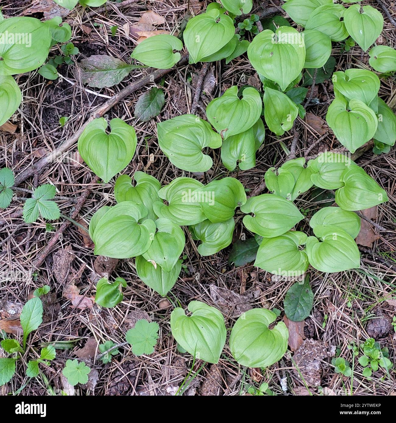 May Lily (Maianthemum bifolium Stock Photo - Alamy