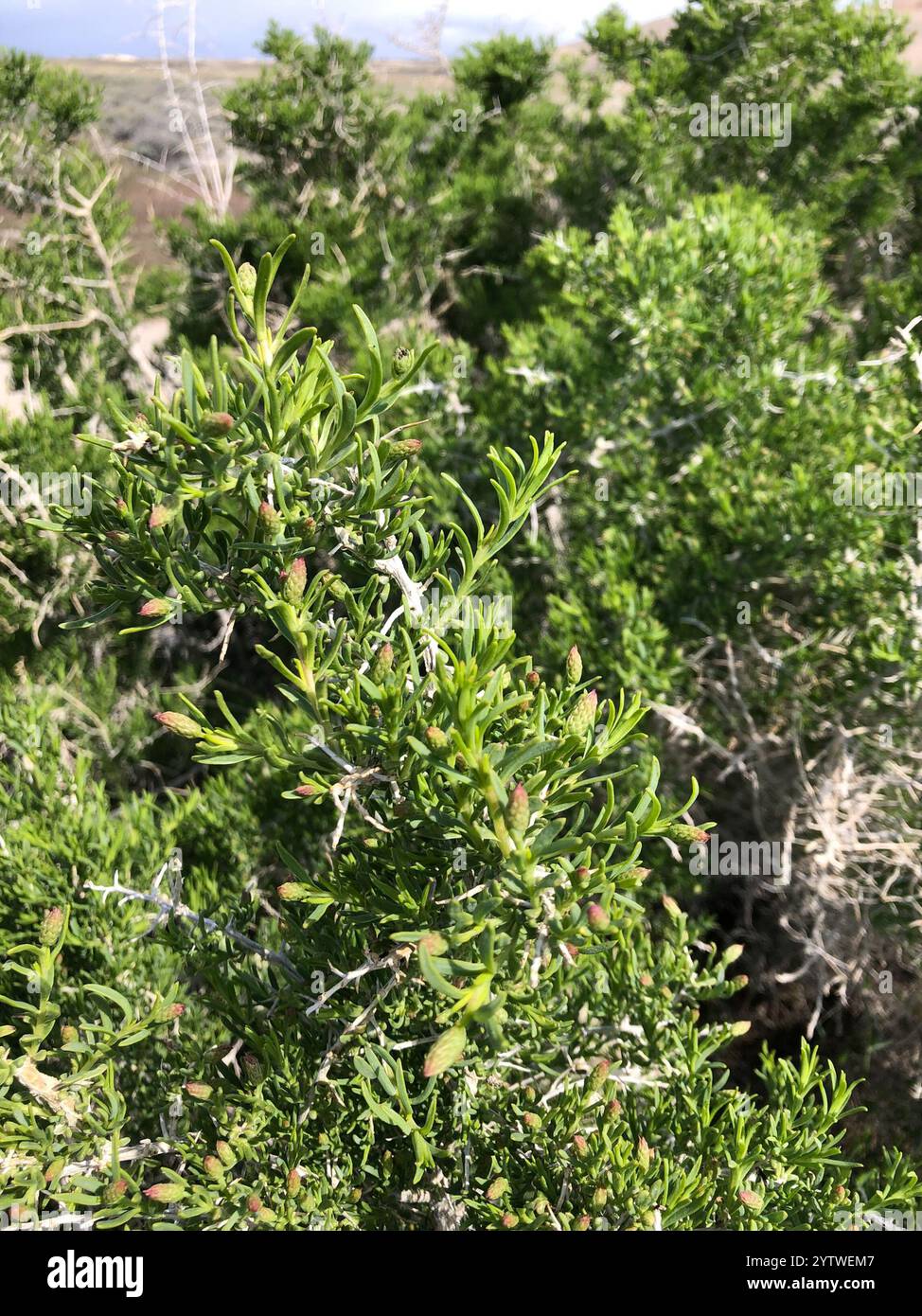 Greasewood (Sarcobatus vermiculatus Stock Photo - Alamy