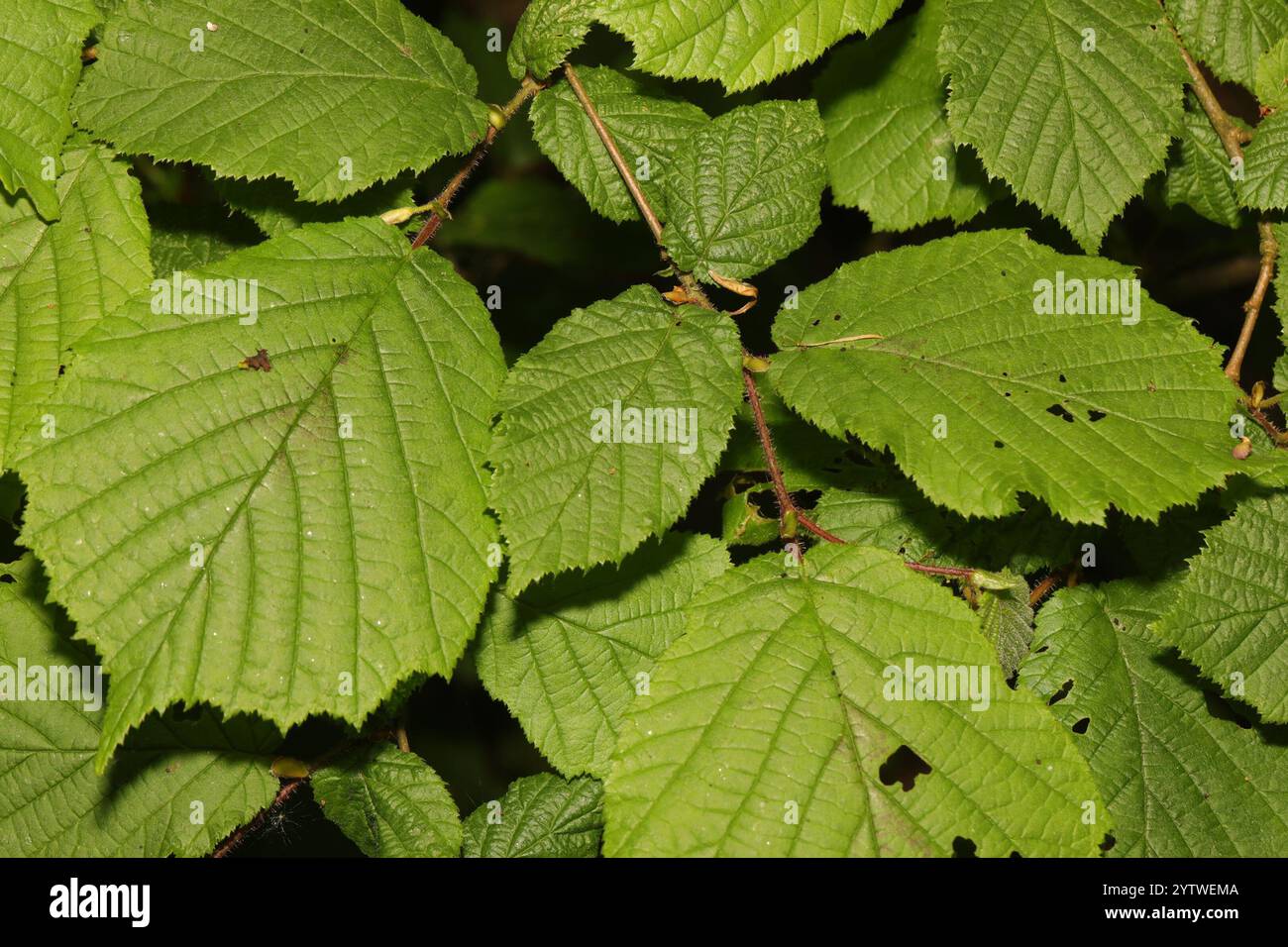 common hazel (Corylus avellana Stock Photo - Alamy