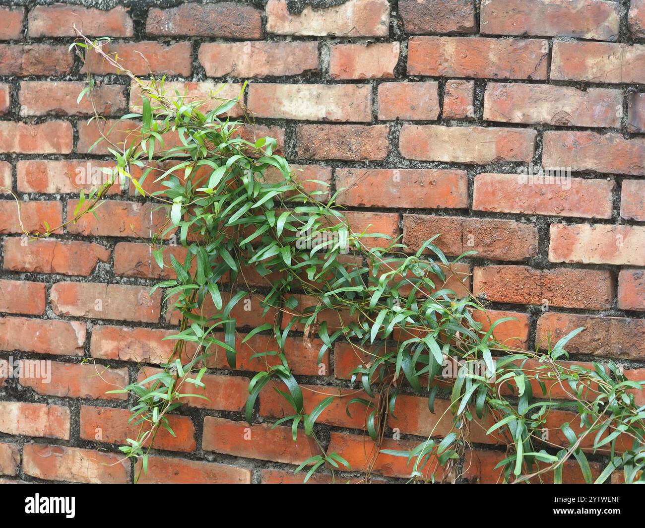 Skunk vine hi-res stock photography and images - Alamy