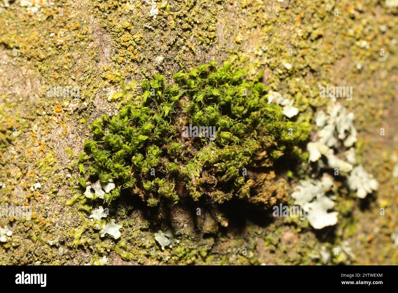 Wood Bristle-moss (Lewinskya affinis Stock Photo - Alamy