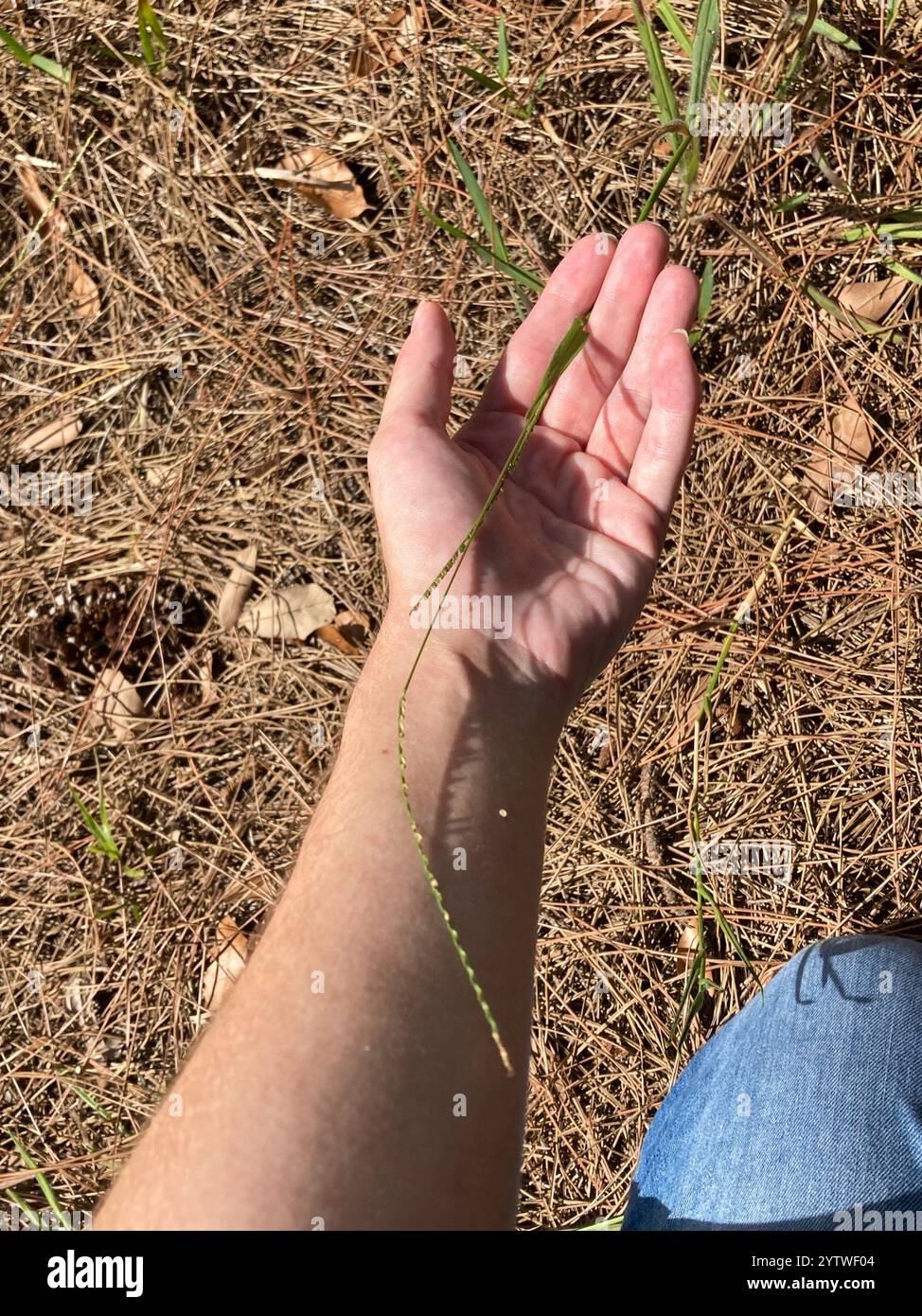 Thin Paspalum (Paspalum setaceum Stock Photo - Alamy