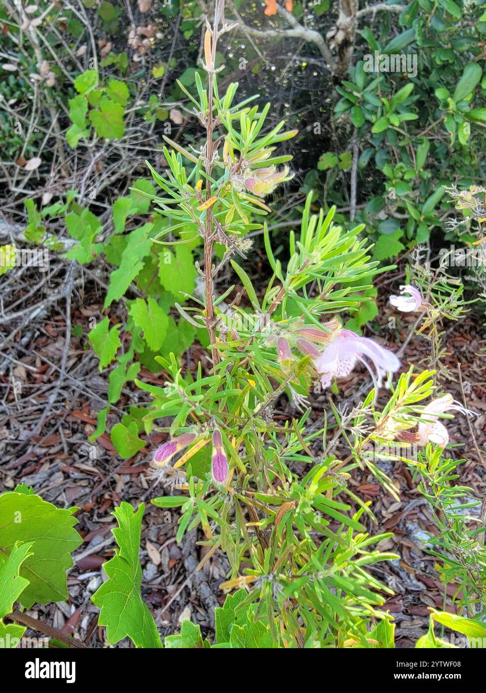 Largeflower False Rosemary (Conradina grandiflora Stock Photo - Alamy