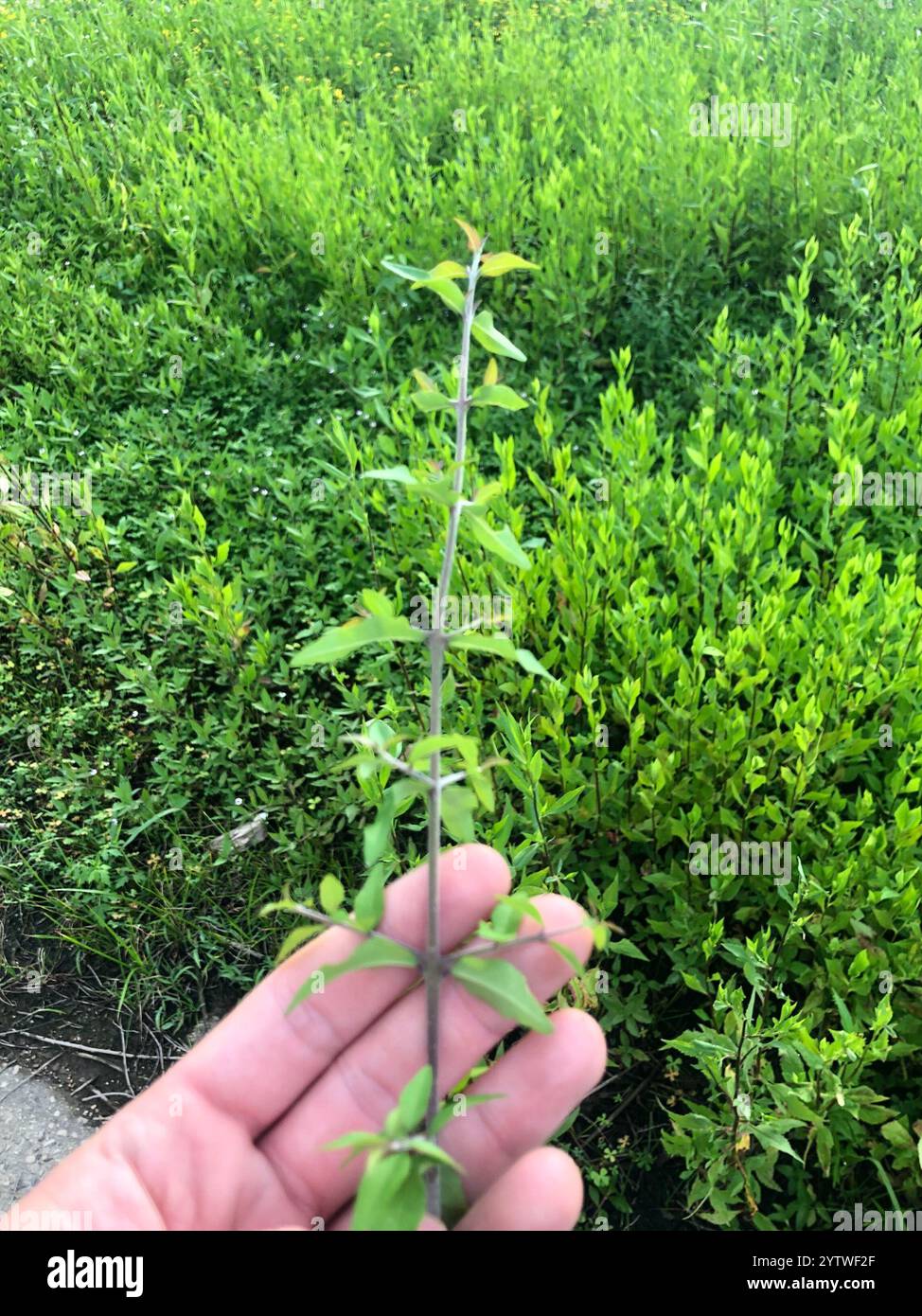 eastern swamp privet (Forestiera acuminata Stock Photo - Alamy
