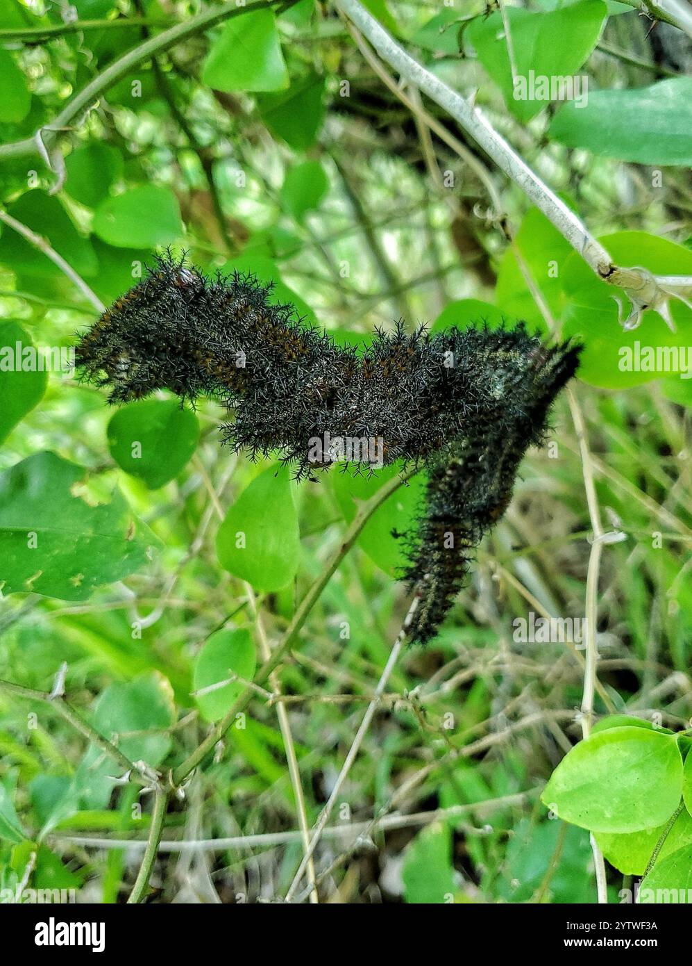 Eastern Buck Moth (Hemileuca sandra Stock Photo - Alamy