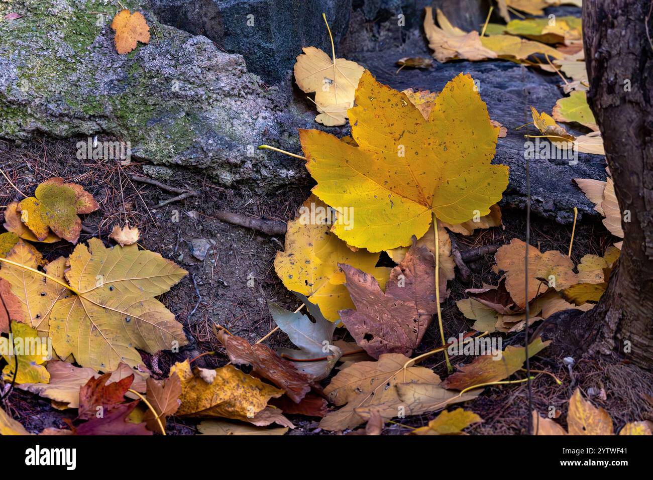 Golden autumn leaves scattered on the forest floor in Jamshidieh Park ...