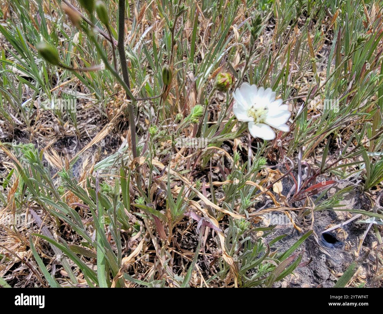 Hayfield Tarweed (Hemizonia congesta Stock Photo - Alamy