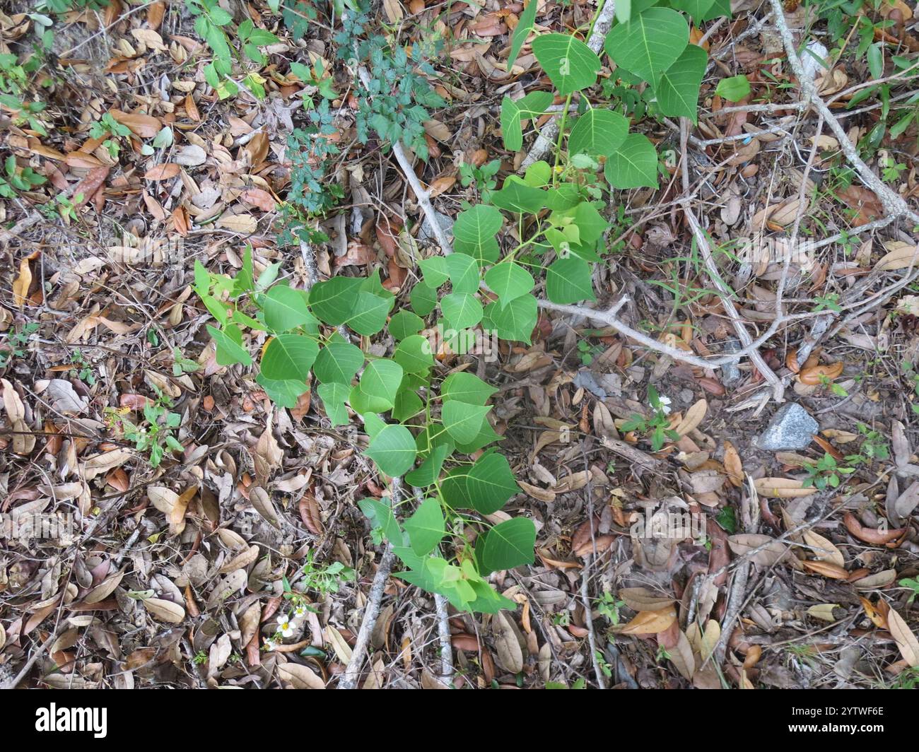 Chinese Tallow (Triadica sebifera Stock Photo - Alamy