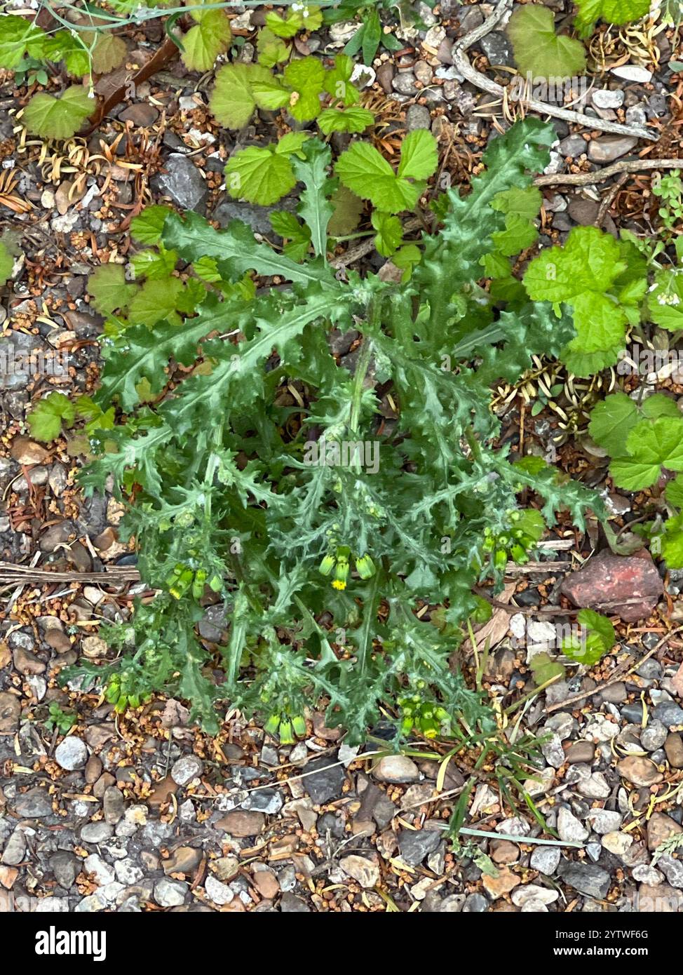common groundsel (Senecio vulgaris Stock Photo - Alamy