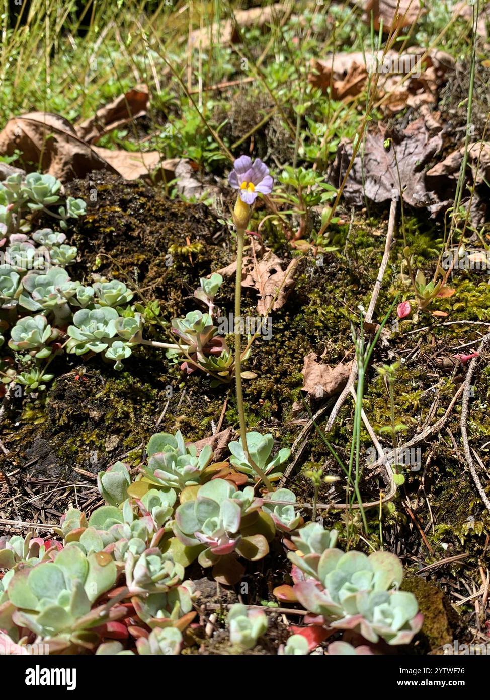 oneflower broomrape (Aphyllon purpureum Stock Photo - Alamy