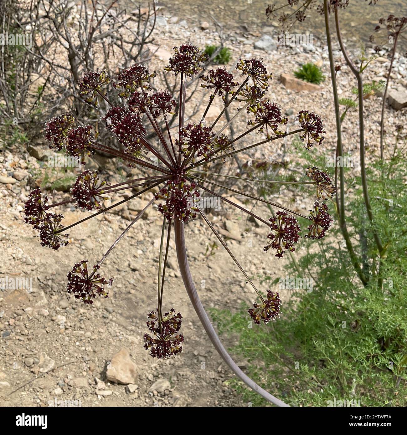Biscuitroot hi-res stock photography and images - Alamy