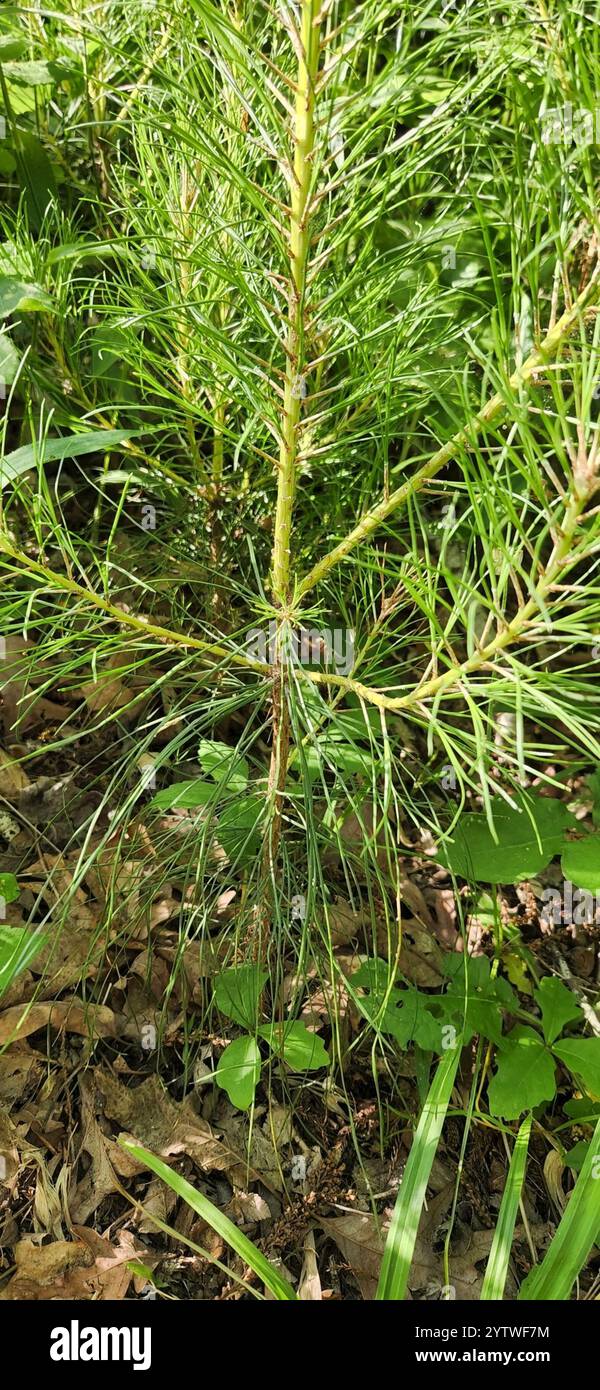 spruce pine (Pinus glabra Stock Photo - Alamy