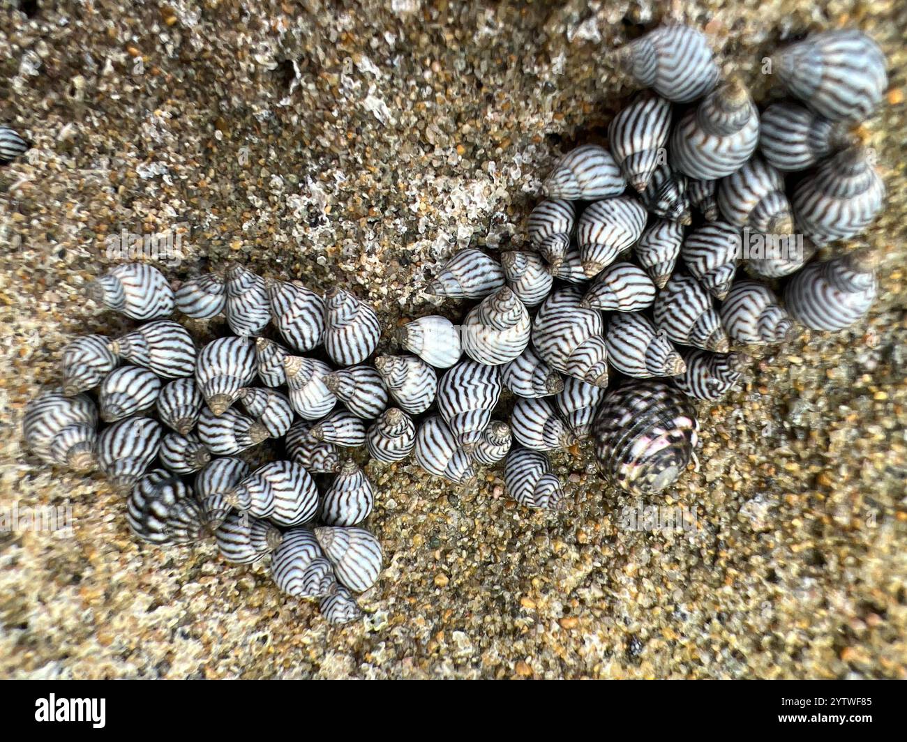 Zebra Periwinkle (Echinolittorina ziczac Stock Photo - Alamy