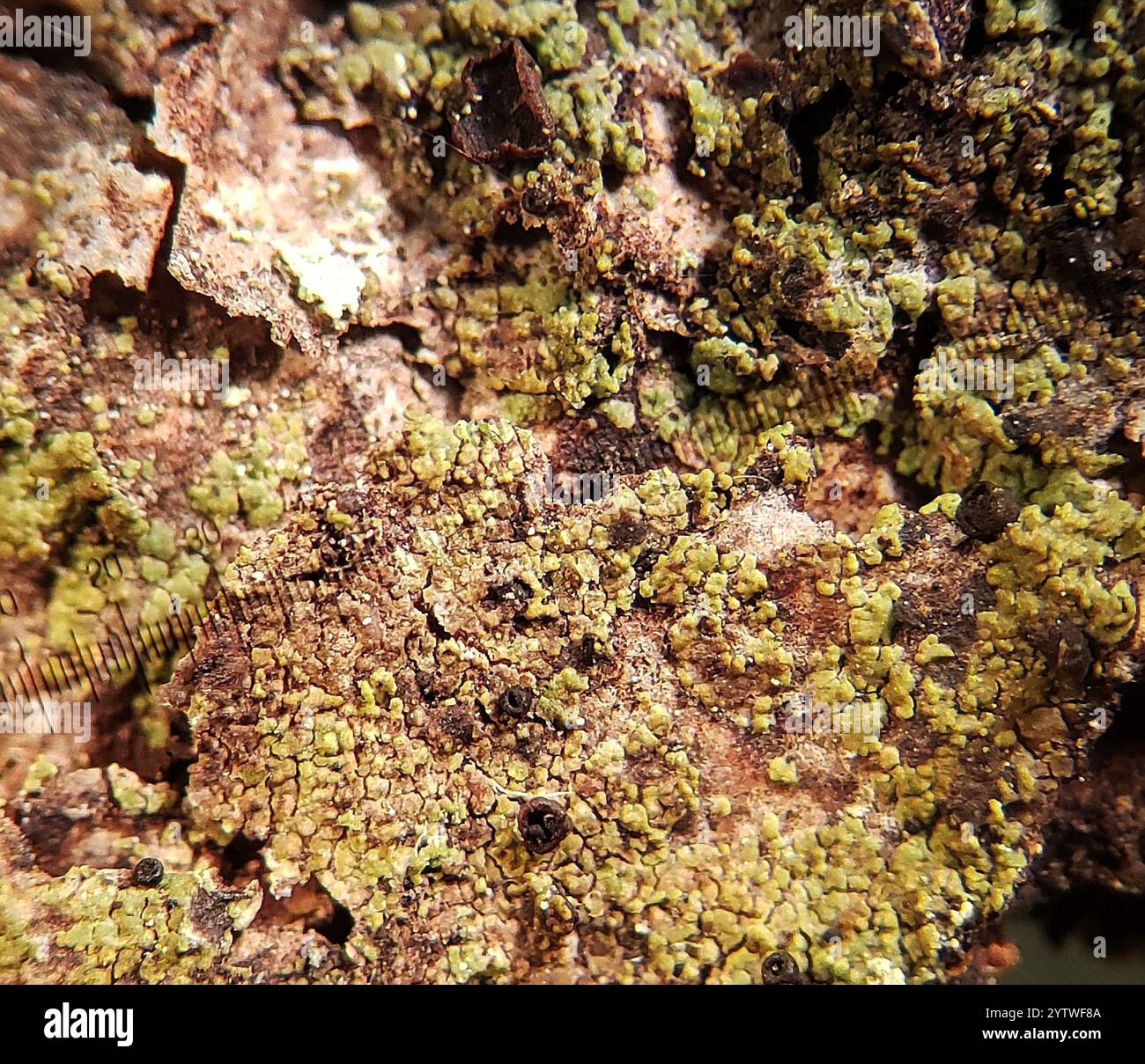 Lopadium hi-res stock photography and images - Alamy