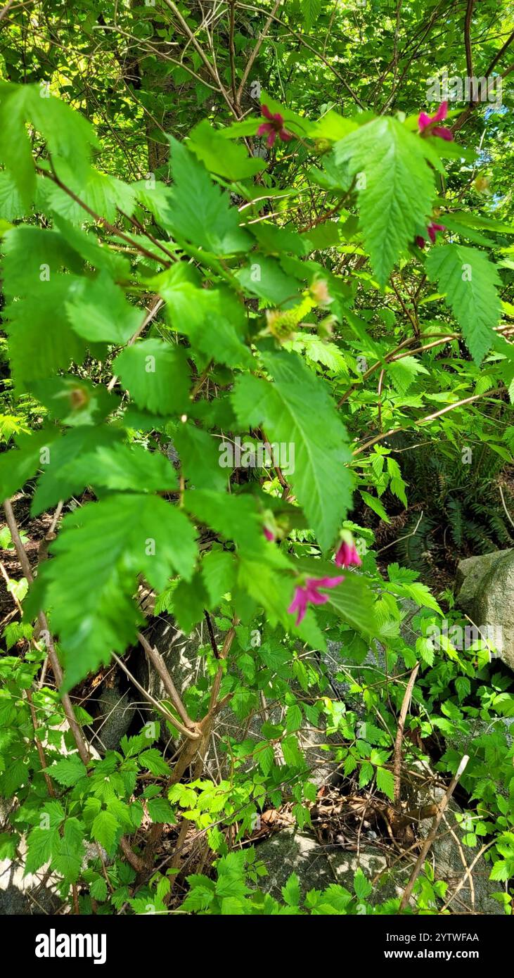 Salmonberry (Rubus spectabilis Stock Photo - Alamy