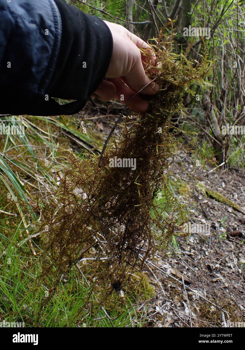 Fontinalis antipyretica willow moss hi-res stock photography and images ...
