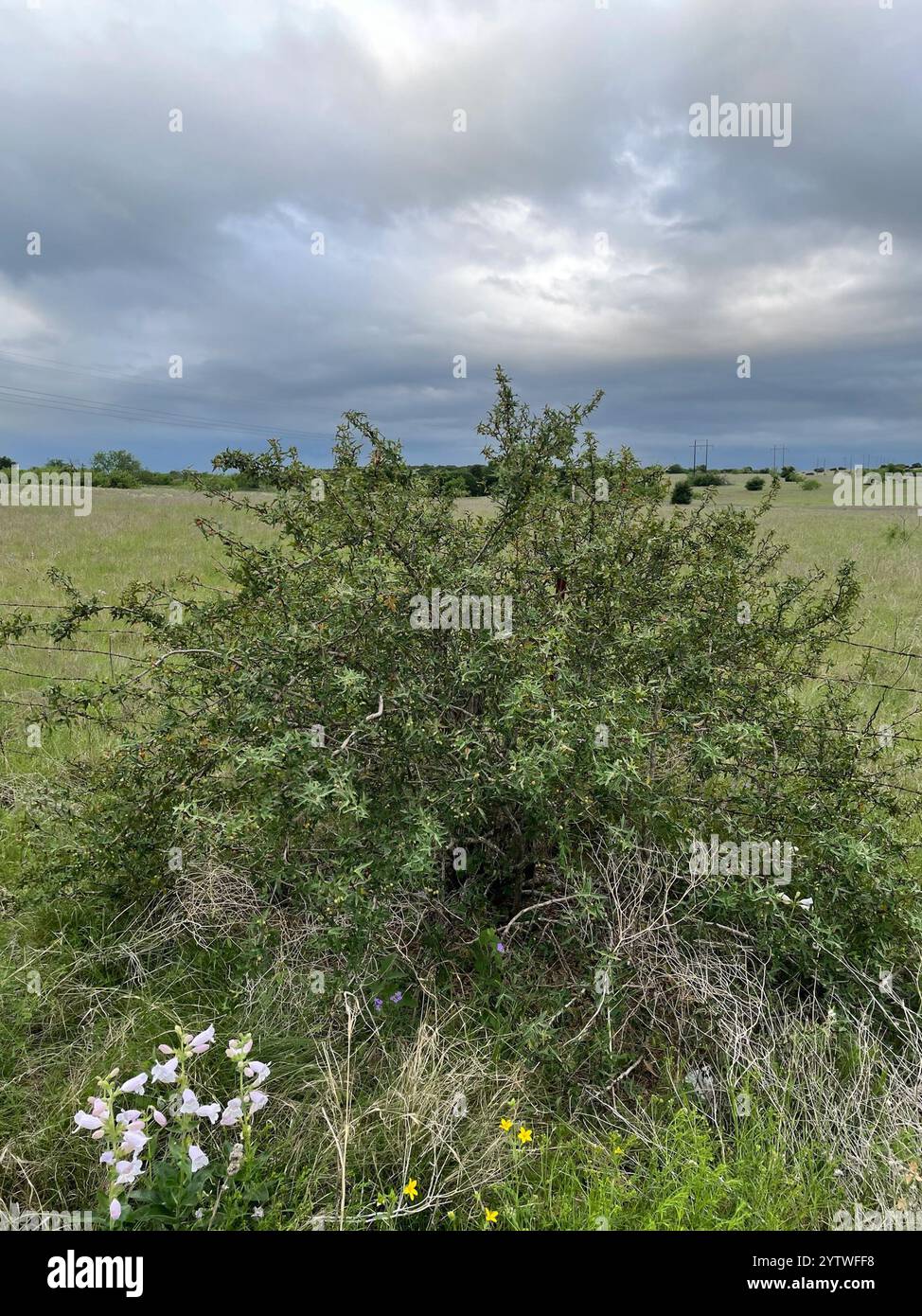 Agarita hi-res stock photography and images - Alamy