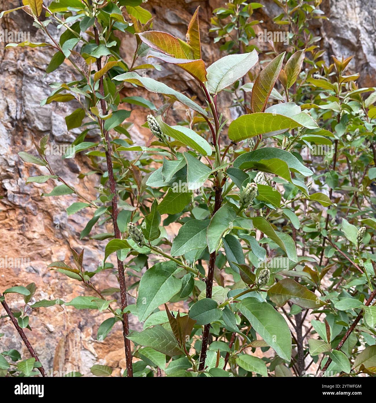 chokecherry (Prunus virginiana Stock Photo - Alamy