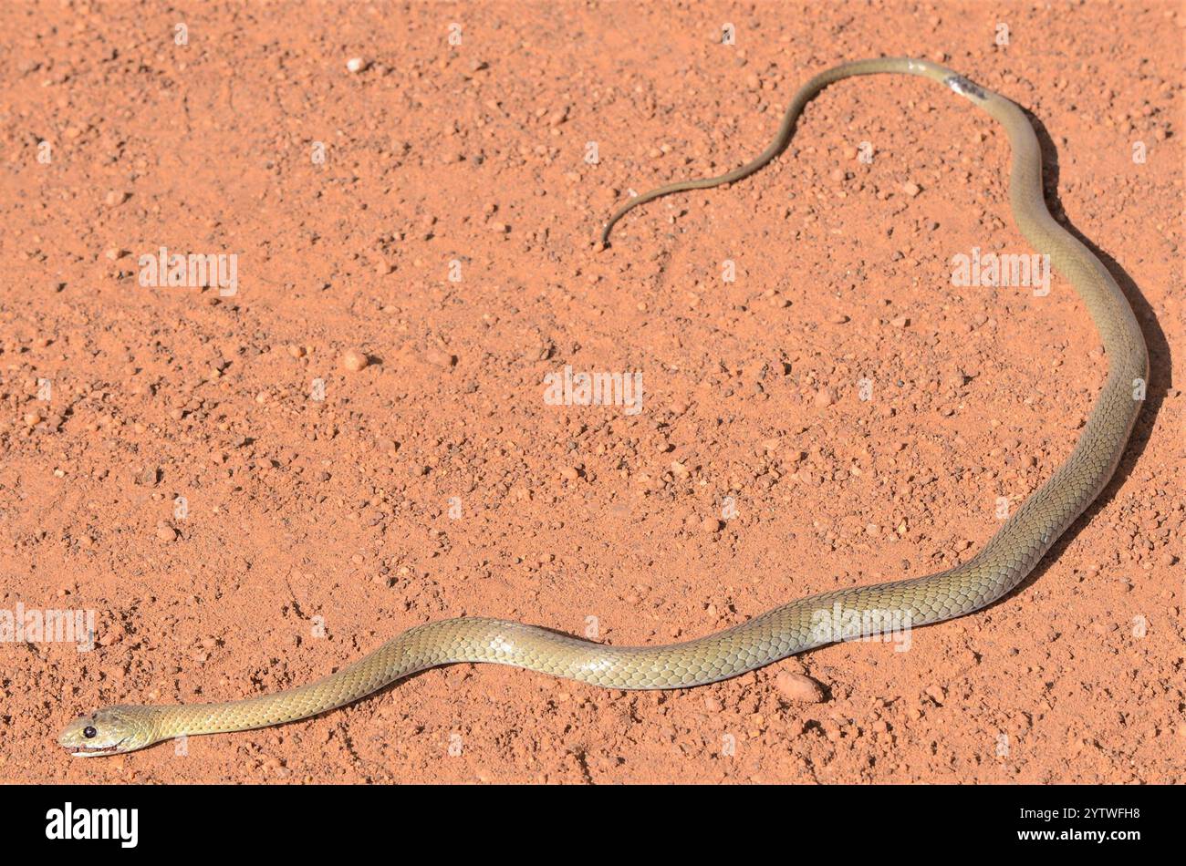 Olive Whip Snake (Psammophis mossambicus Stock Photo - Alamy