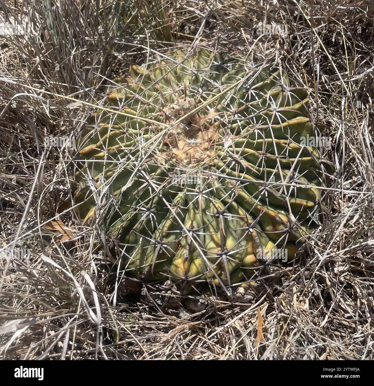Horse Crippler Cactus (Homalocephala texensis Stock Photo - Alamy