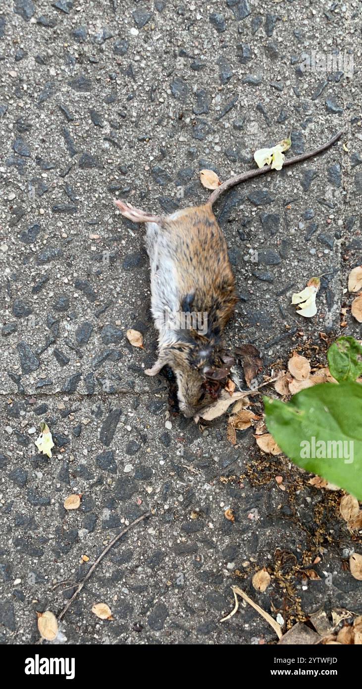 Old World Field Mice (Apodemus Stock Photo - Alamy