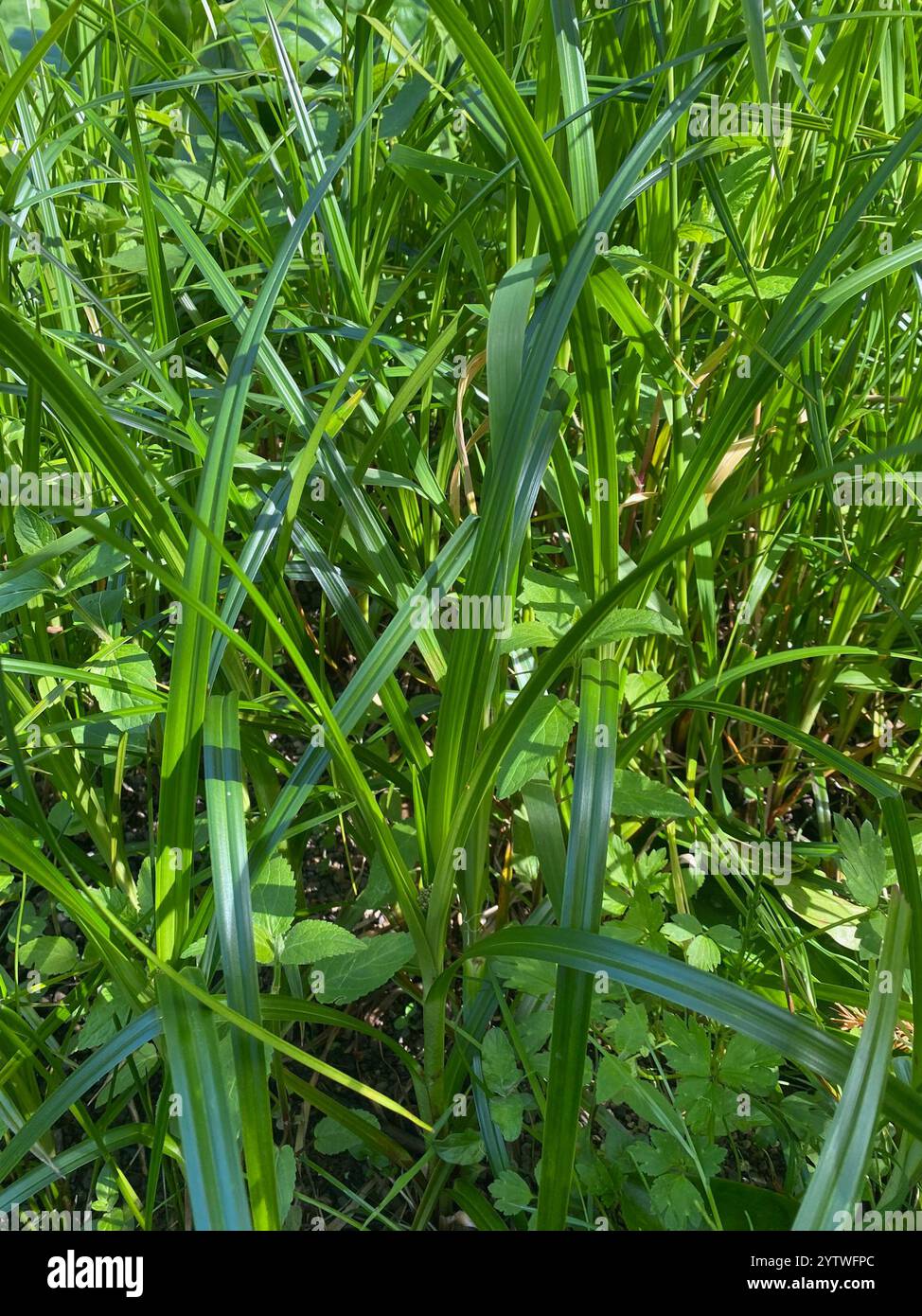 Panicled Bulrush (Scirpus microcarpus Stock Photo - Alamy