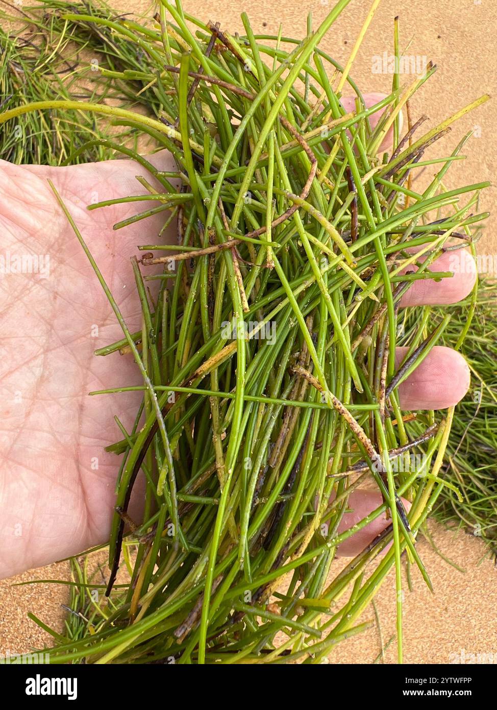 Syringodium filiforme hi-res stock photography and images - Alamy