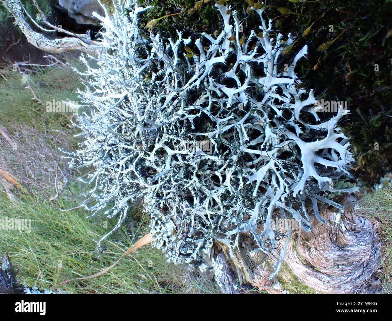 Elegant Fringe Lichen (Heterodermia leucomelos Stock Photo - Alamy