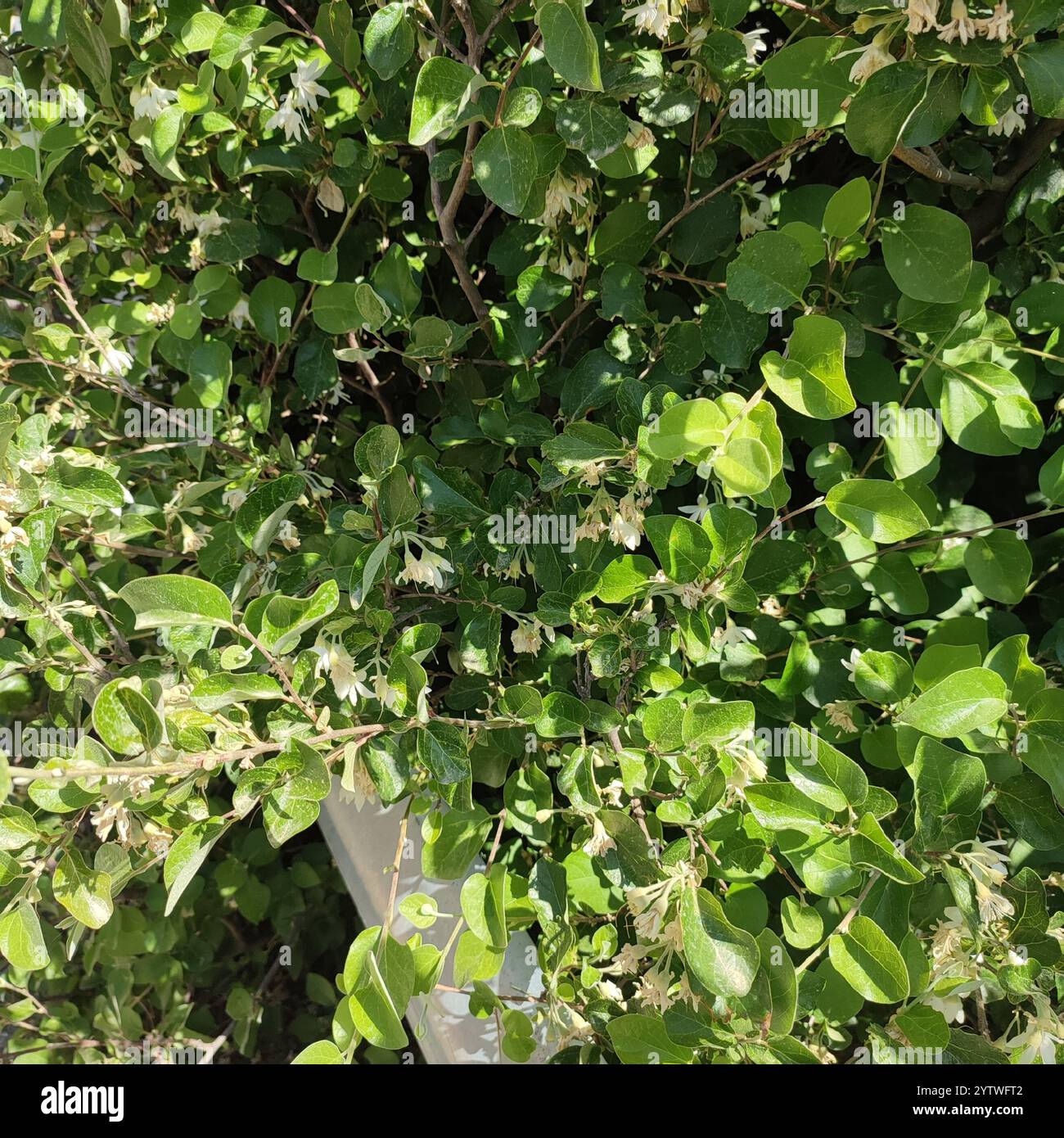 Styrax officinalis hi-res stock photography and images - Alamy
