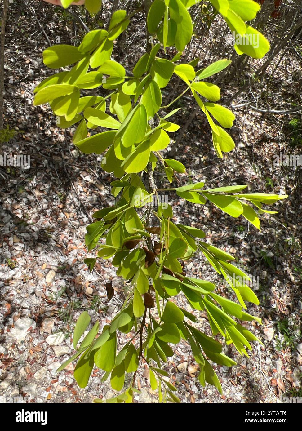 Bloodwood Tree (Haematoxylum campechianum Stock Photo - Alamy