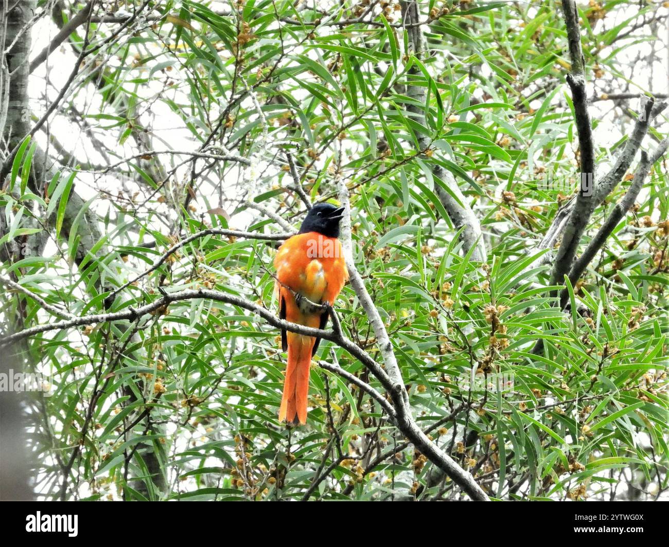 Scarlet Minivet (Pericrocotus speciosus Stock Photo - Alamy