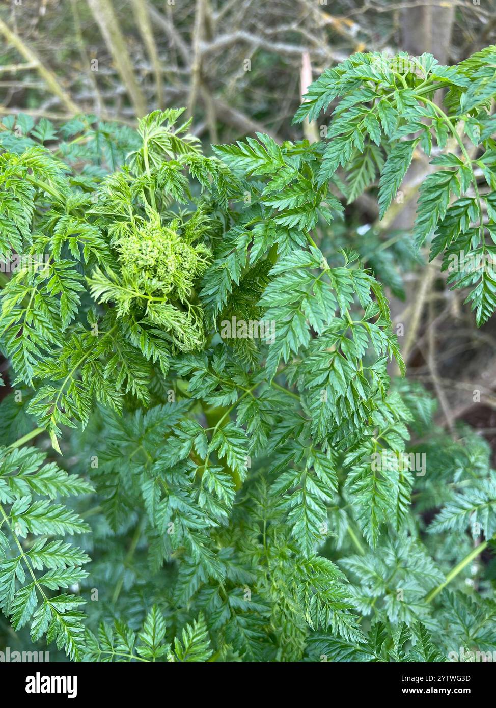 poison hemlock (Conium maculatum Stock Photo - Alamy