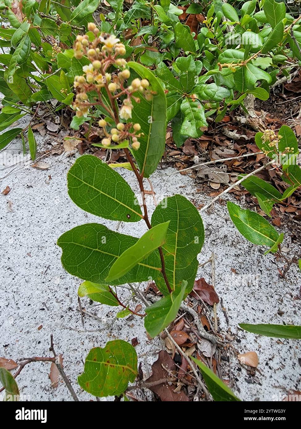 Gopher apple (Geobalanus oblongifolius Stock Photo - Alamy
