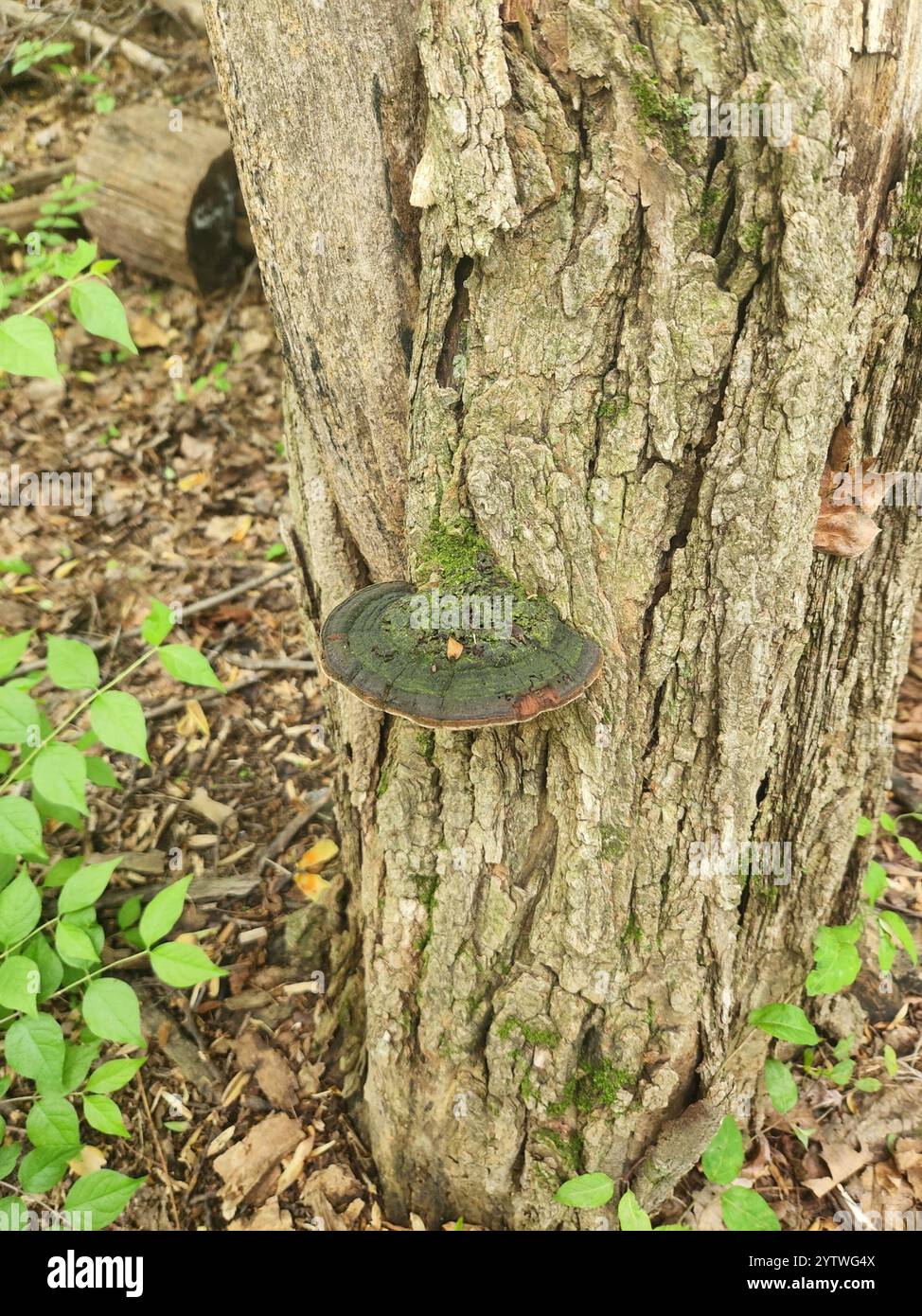 Cracked Cap Polypore (Fulvifomes robiniae Stock Photo - Alamy