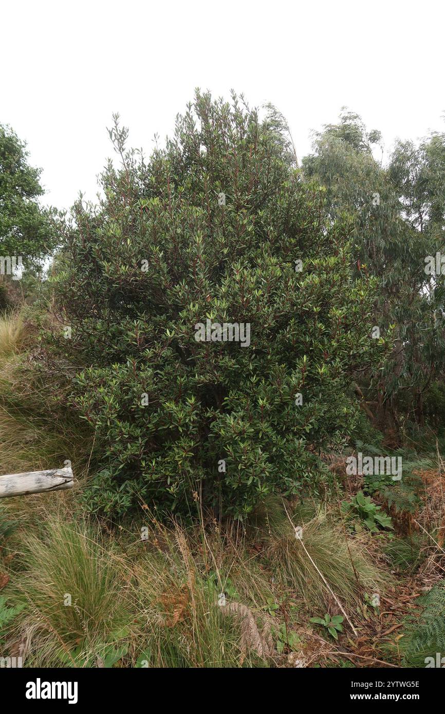 Mountain Pepper (Tasmannia lanceolata Stock Photo - Alamy