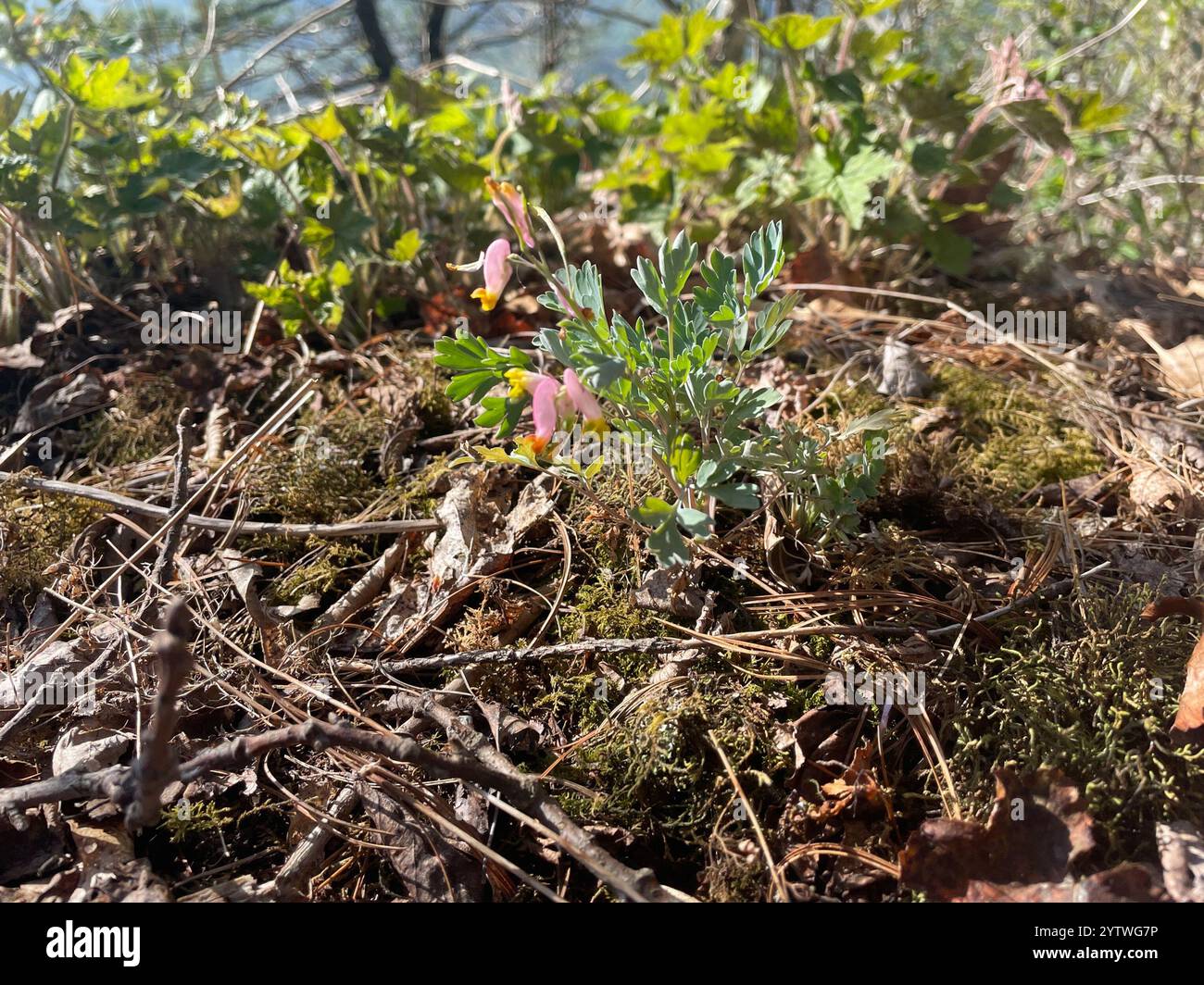 rock harlequin (Capnoides sempervirens Stock Photo - Alamy