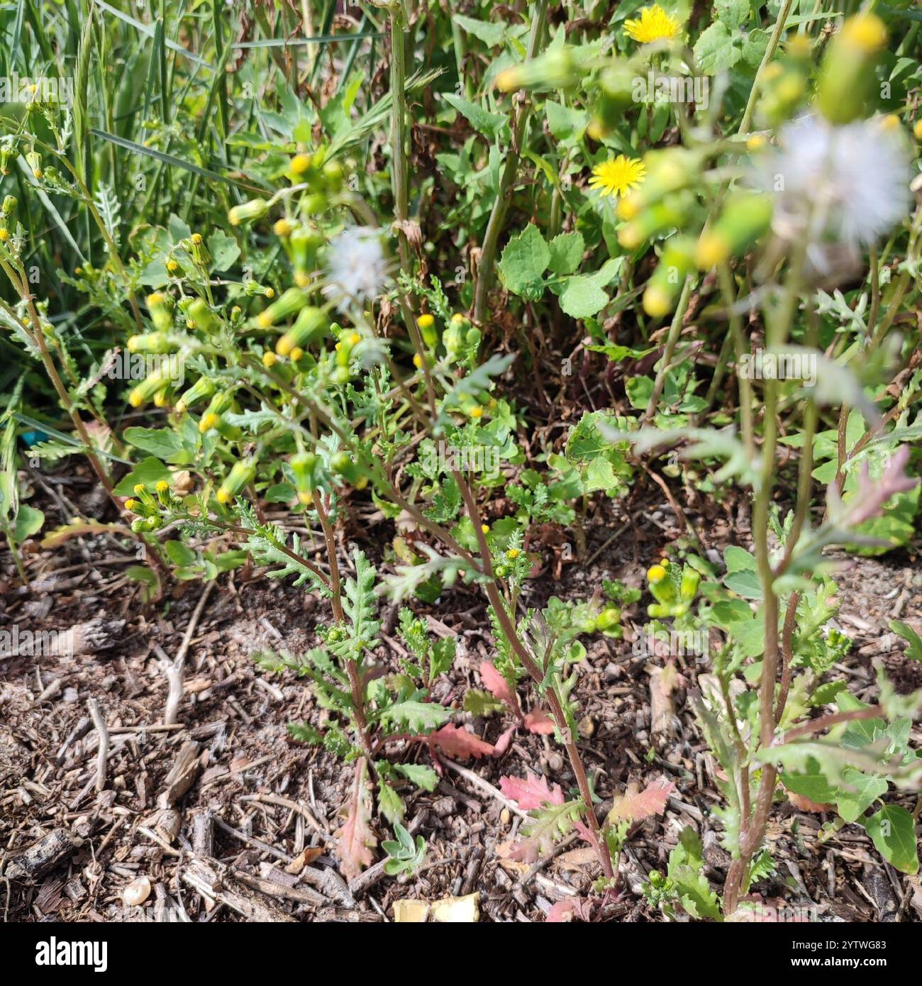 common groundsel (Senecio vulgaris Stock Photo - Alamy
